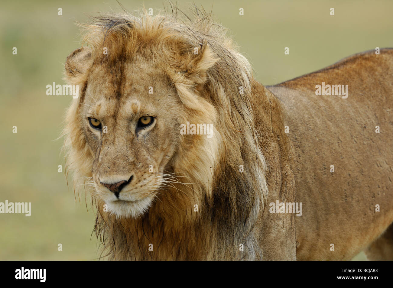 African lion with a large mane hi-res stock photography and images - Alamy