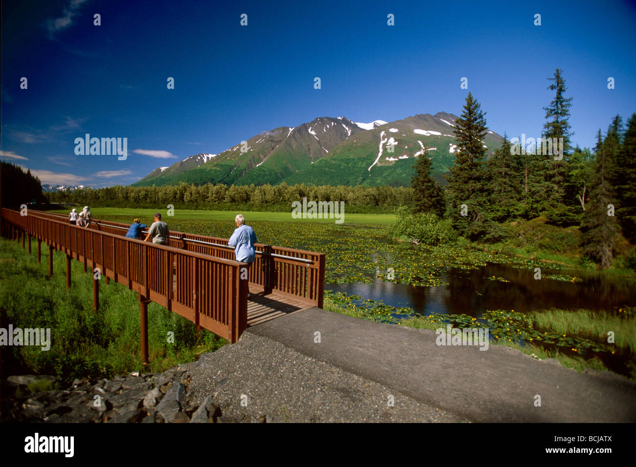 Visitors View Pond Lilies on Bear Lake Boardwalk AK KP Summer Stock ...