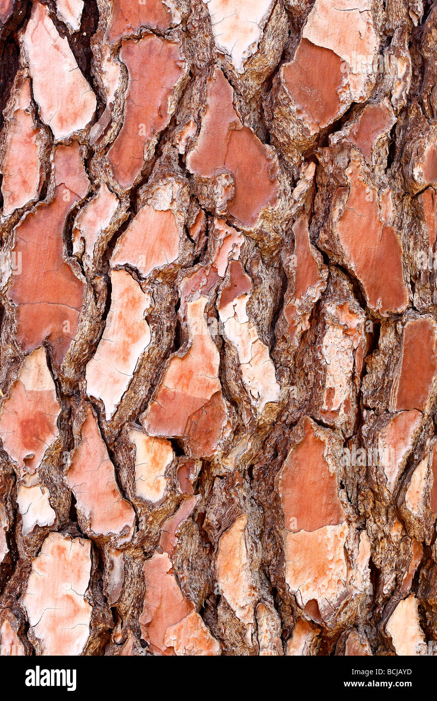 Pinus pinaster hi-res stock photography and images - Alamy