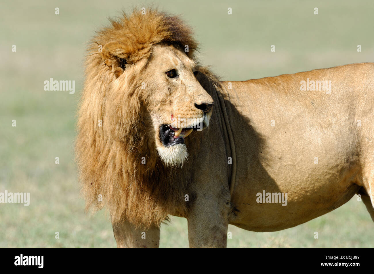 Stock photo of a male lion with his head turned, looking back, Ndutu ...