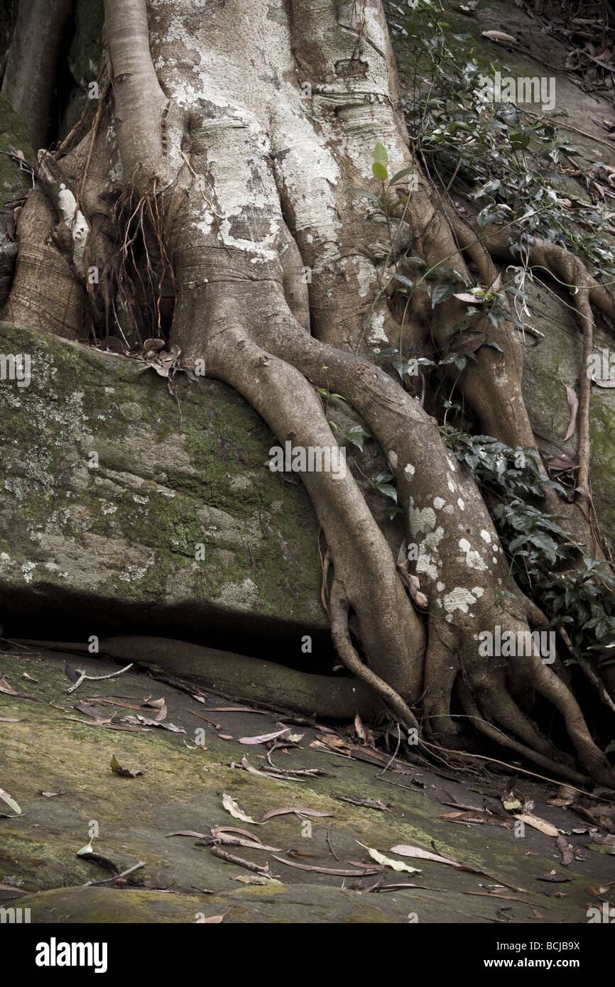 Tight roots hi-res stock photography and images - Alamy