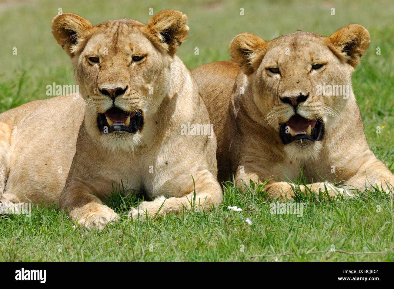 Stock photo of lion siblings resting together, Serengeti National Park ...