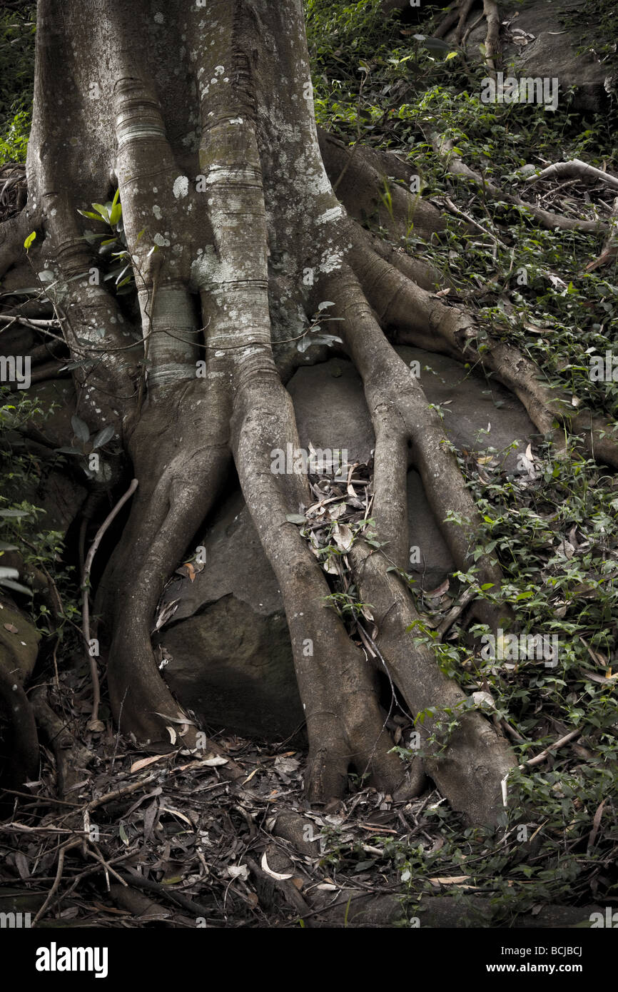 Tight roots hi-res stock photography and images - Alamy