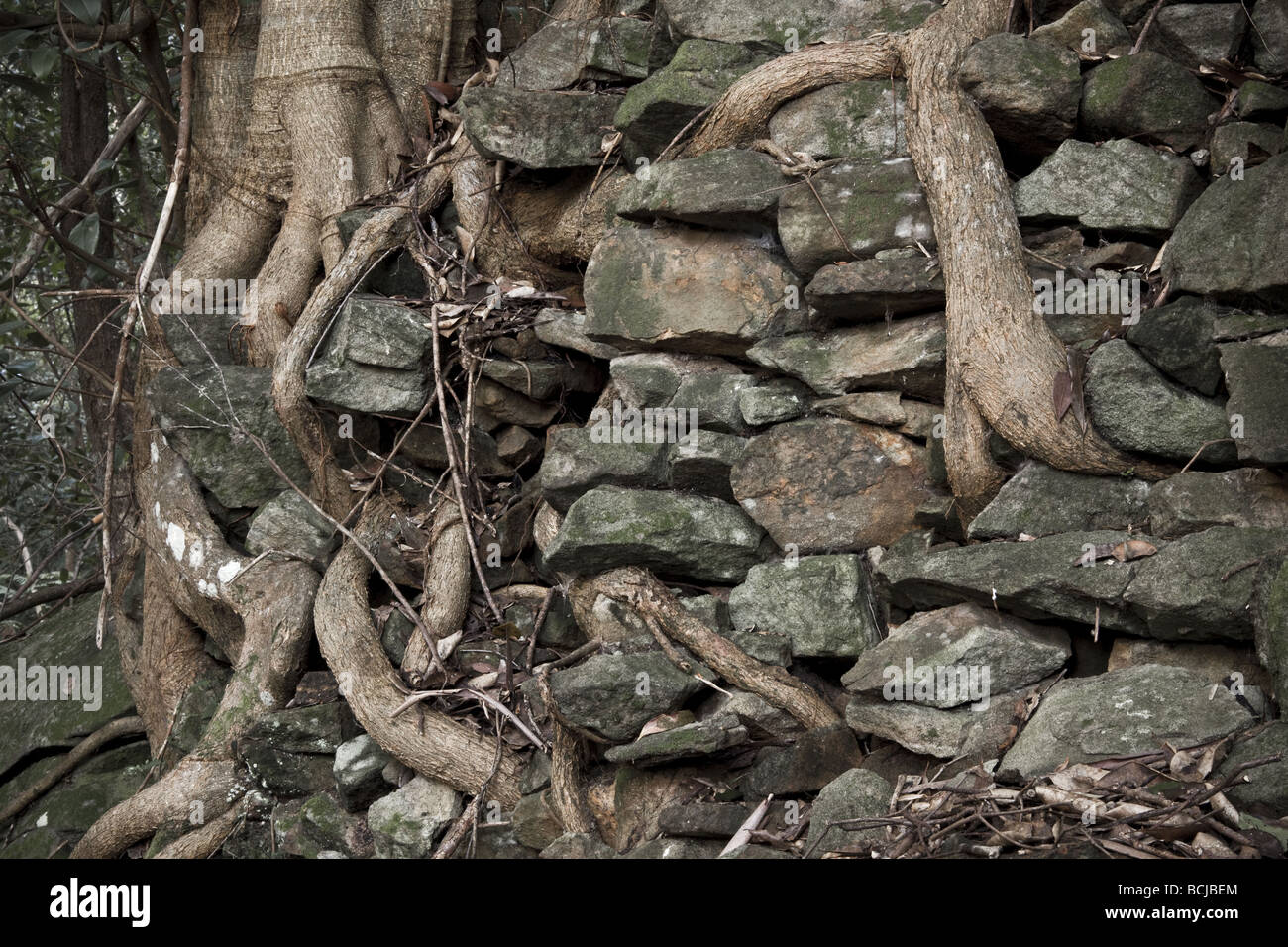 Tree grab hi-res stock photography and images - Alamy