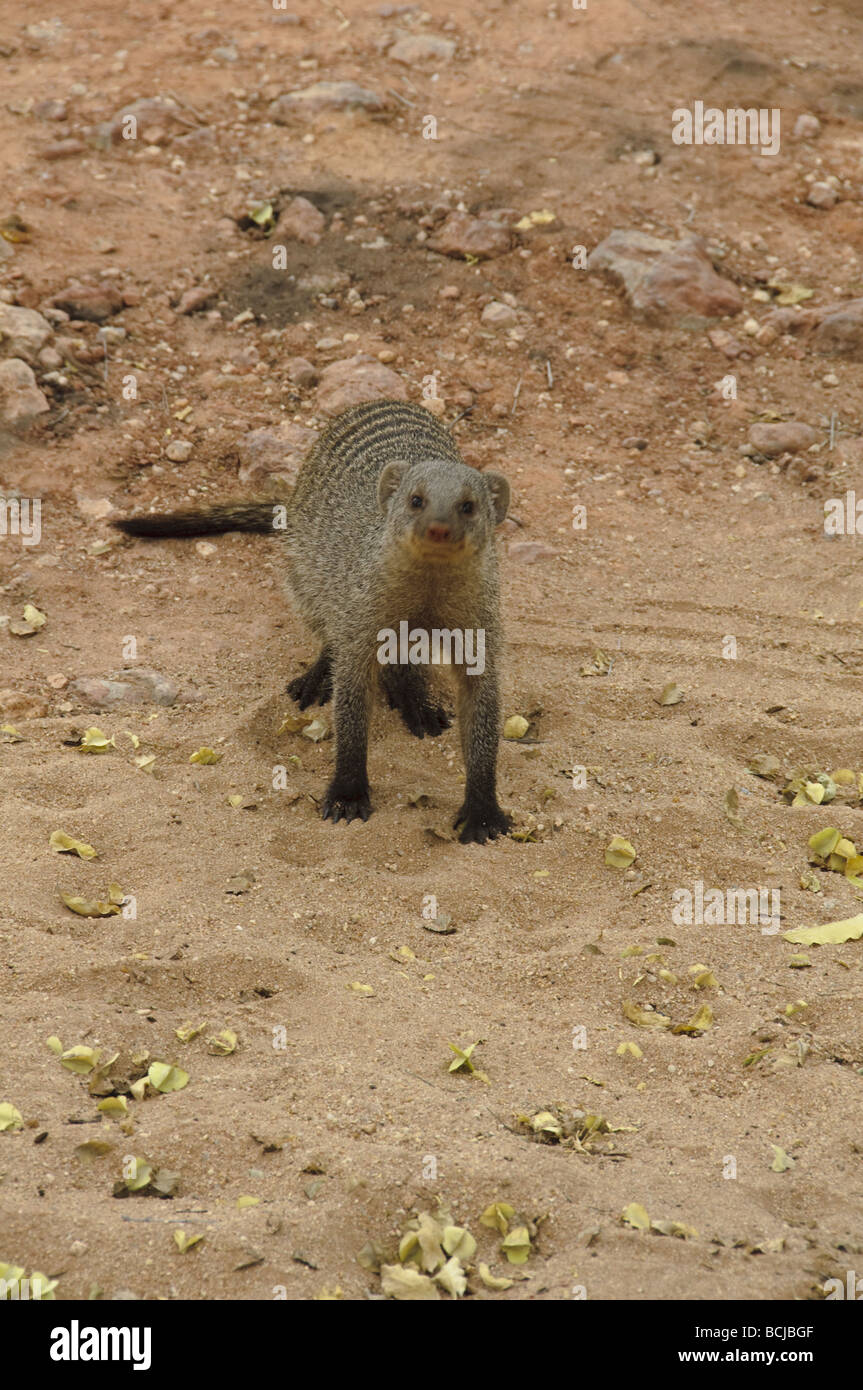 Banded Mongoose (Cynictis penicillata) in Waterberg National Park in ...