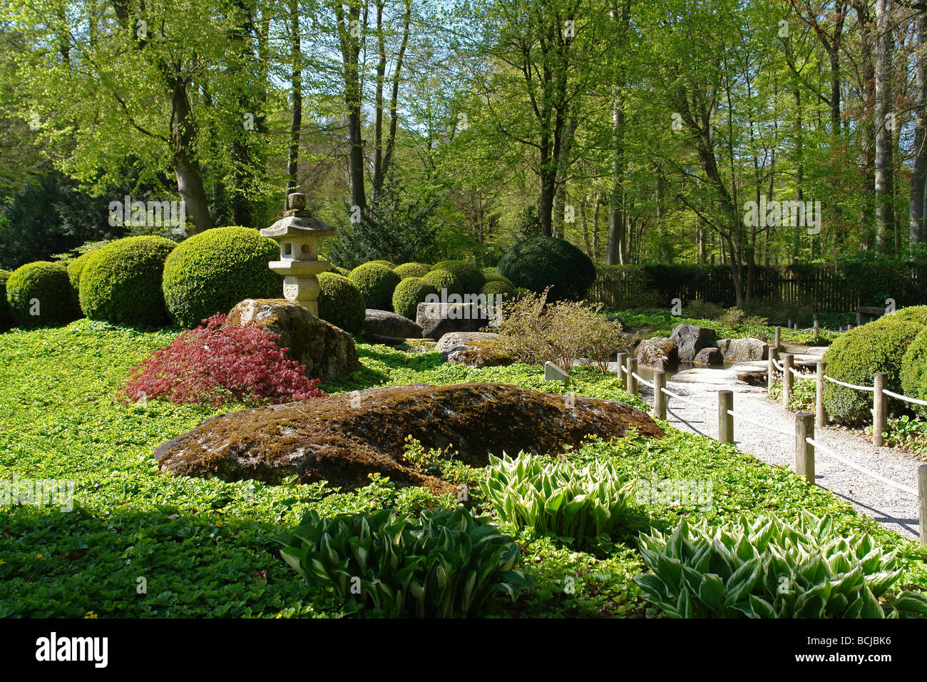 Box hedge plants clipped into round ball bush shapes in topiary garden ...