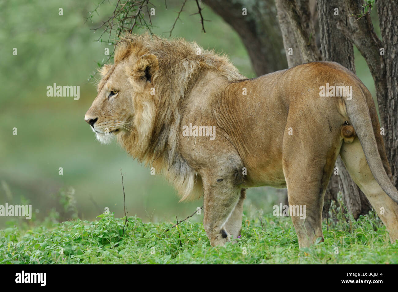 Male lions under tree hi-res stock photography and images - Alamy