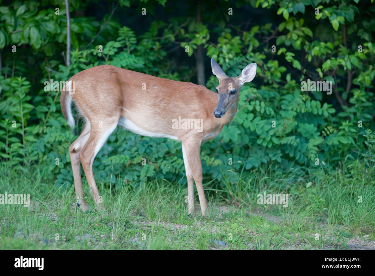 Wild female white tail deer or doe standing in the woods with green ...