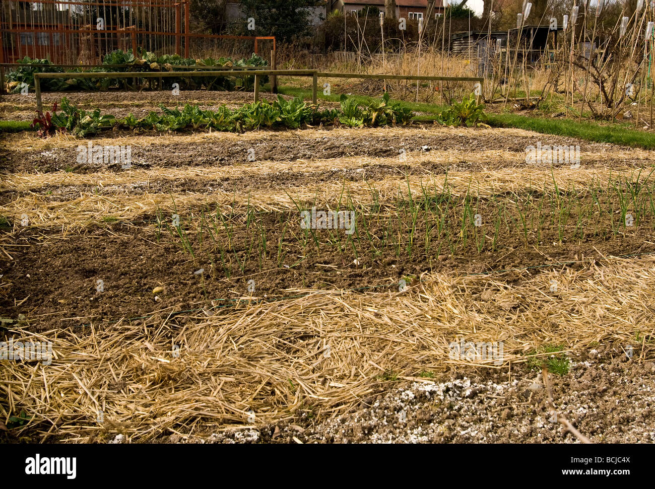 allotment garden in early spring Stock Photo - Alamy