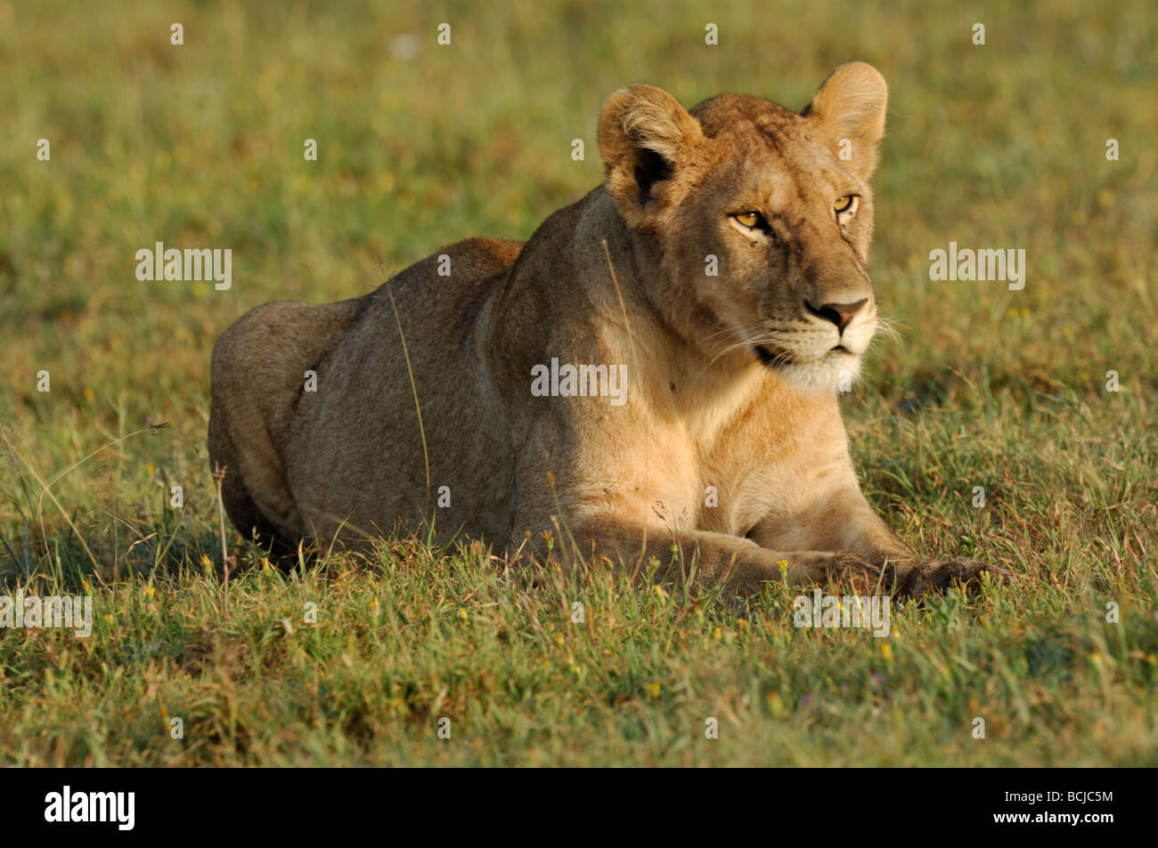 Stock photo of a lioness resting on the Serengeti plains, Tanzania ...