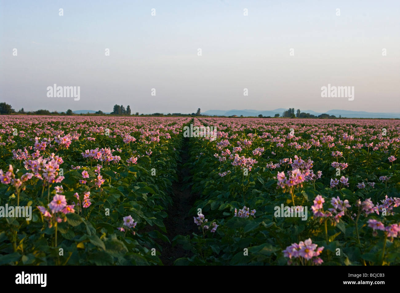 Red potato field in blossom hi-res stock photography and images - Alamy