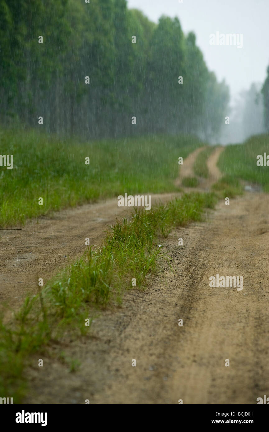Rain falling on a dirt vehicle track along a Eucalyptus tree plantation ...