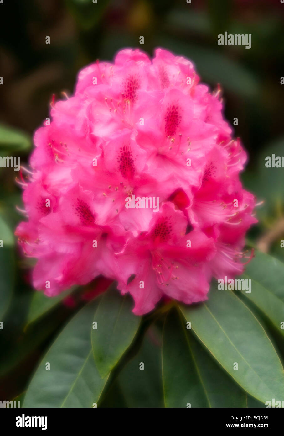 Rhododendron 'cynthia' flowers hi-res stock photography and images - Alamy