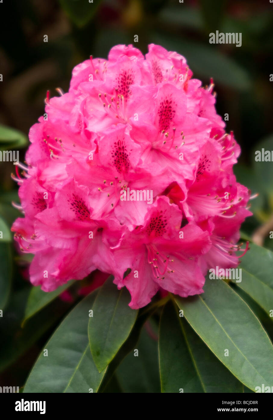 Rhododendron cynthia flowers hi-res stock photography and images - Alamy