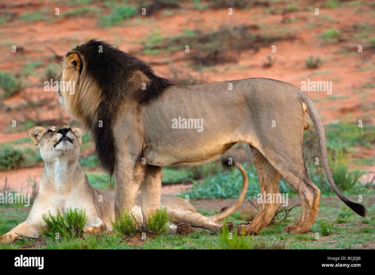 Predator interaction hi-res stock photography and images - Alamy