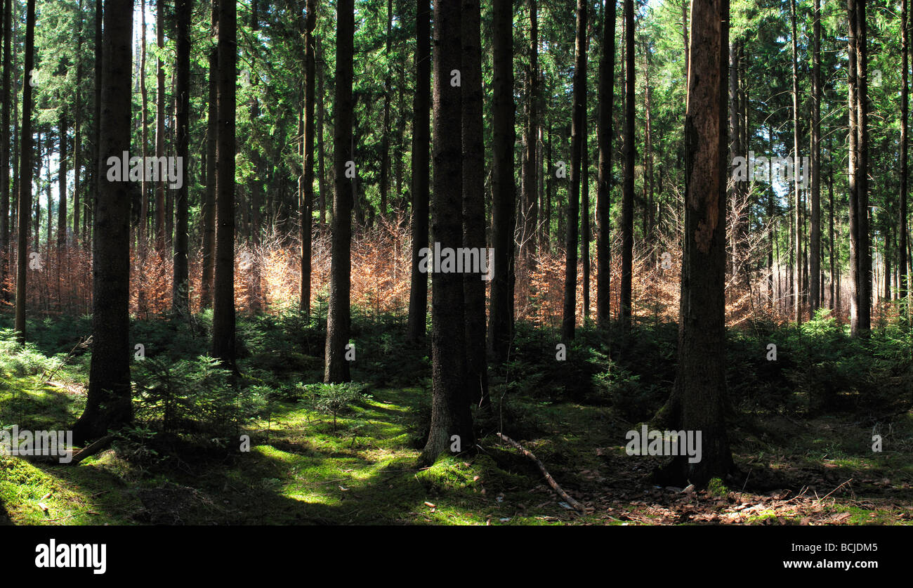 Panorama Tree Forest Jungle in Bavaria Germany April 09 Stock Photo - Alamy