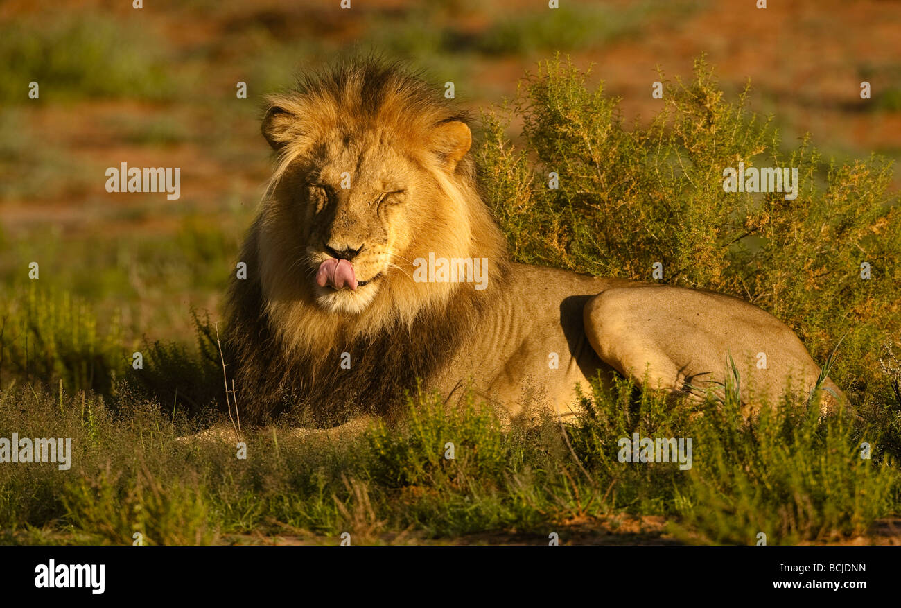 lion liking his lips Stock Photo - Alamy
