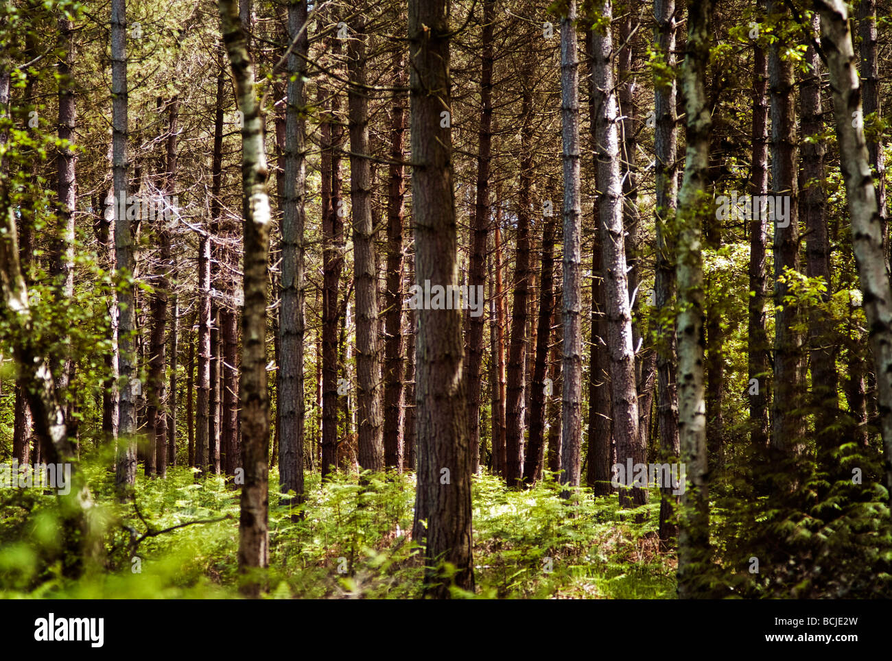 a view of a wood or a forest with trees and leaves Stock Photo - Alamy