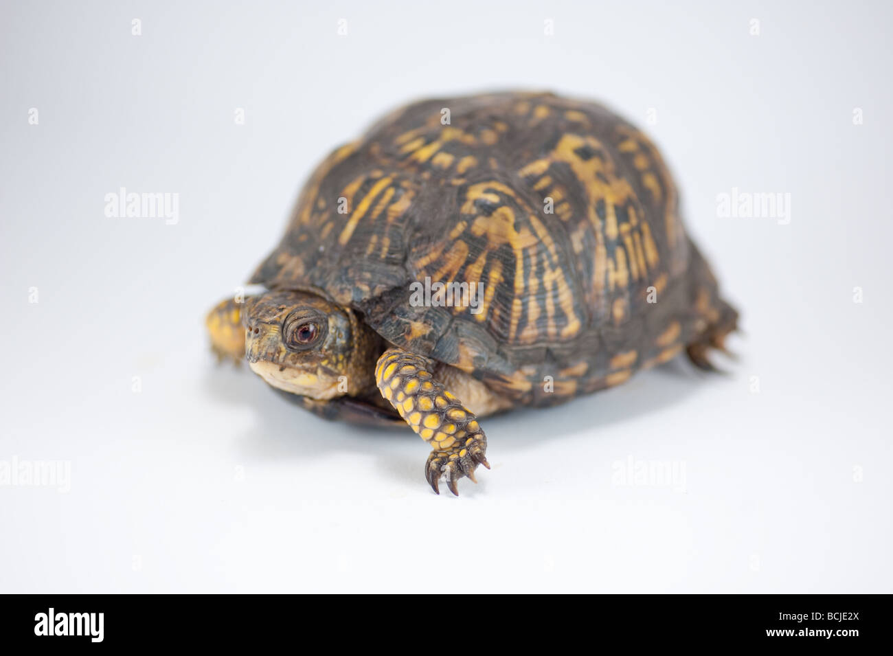 Eastern box turtle shell pattern hi-res stock photography and images ...