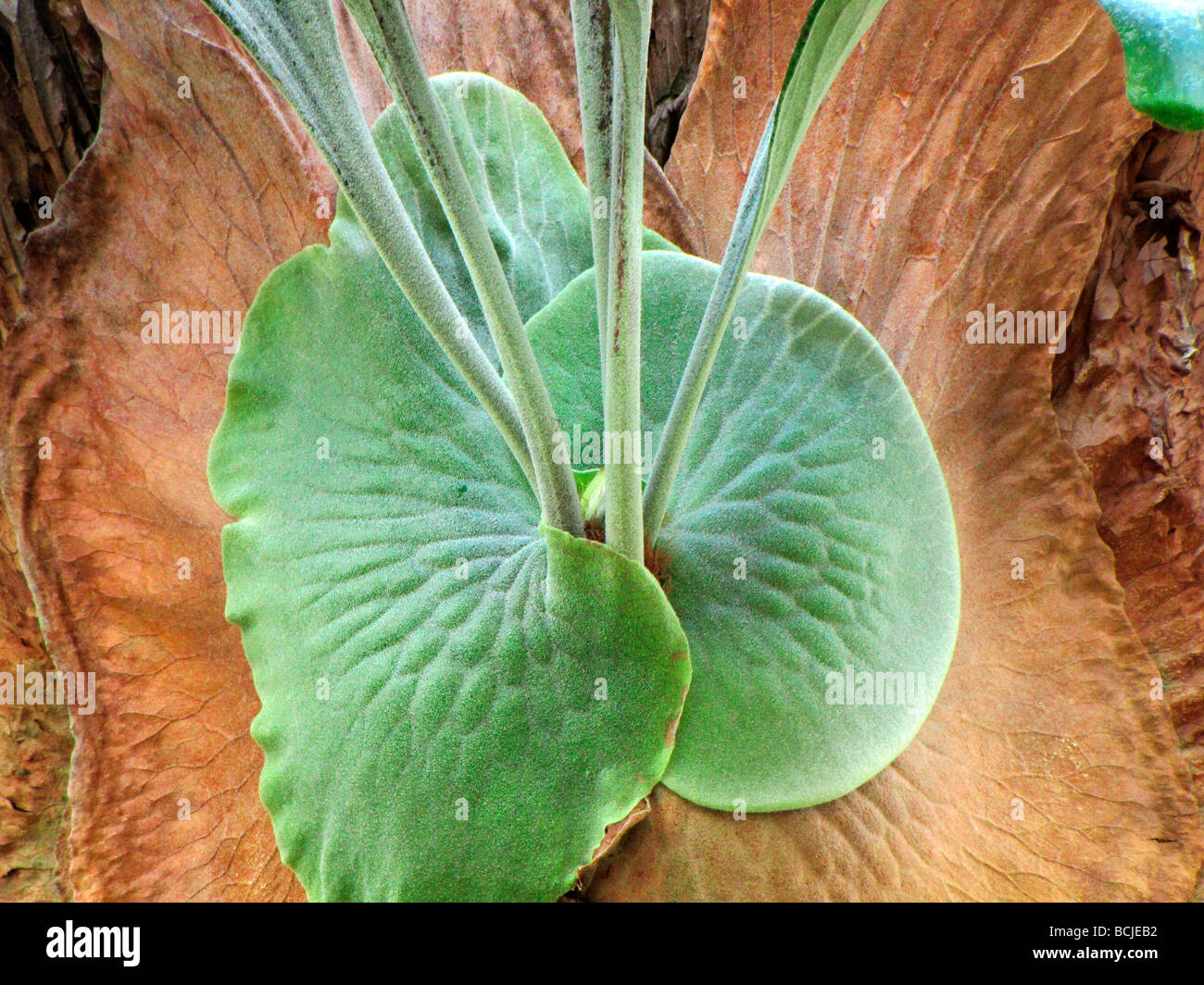Farn hi-res stock photography and images - Alamy