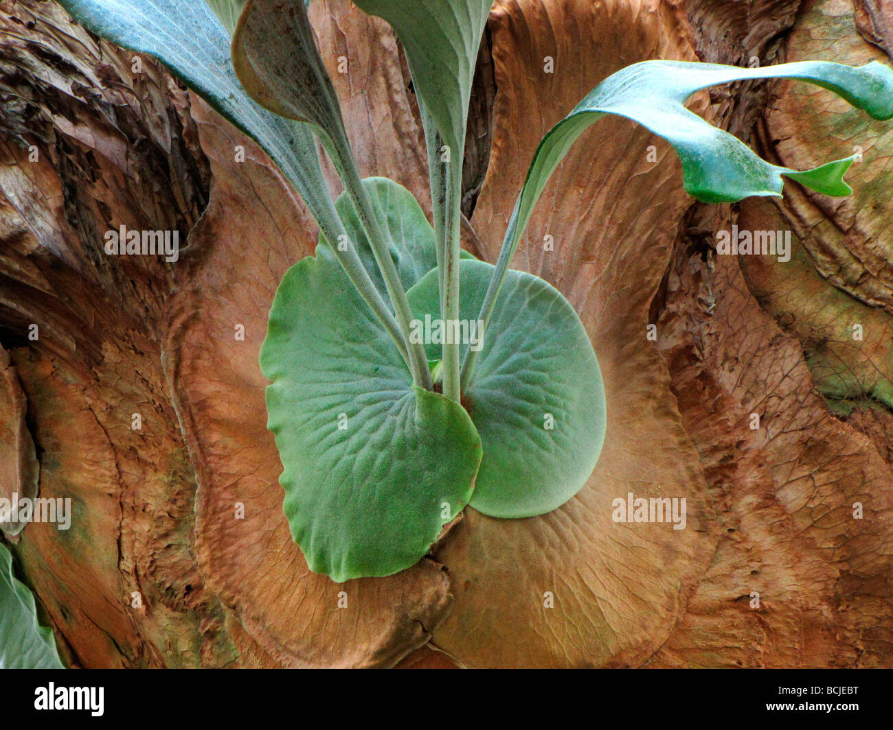 Farn hi-res stock photography and images - Alamy