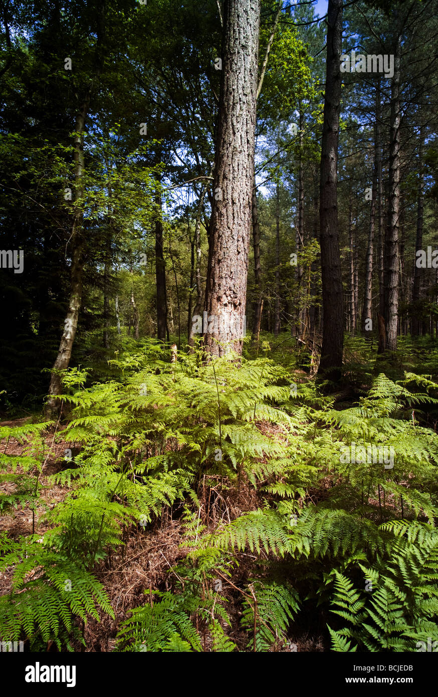 a view of a wood or a forest with trees and leaves Stock Photo - Alamy
