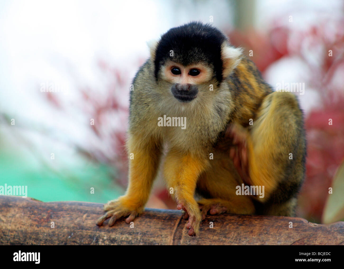 black-capped squirrel monkey, London Zoo Stock Photo - Alamy