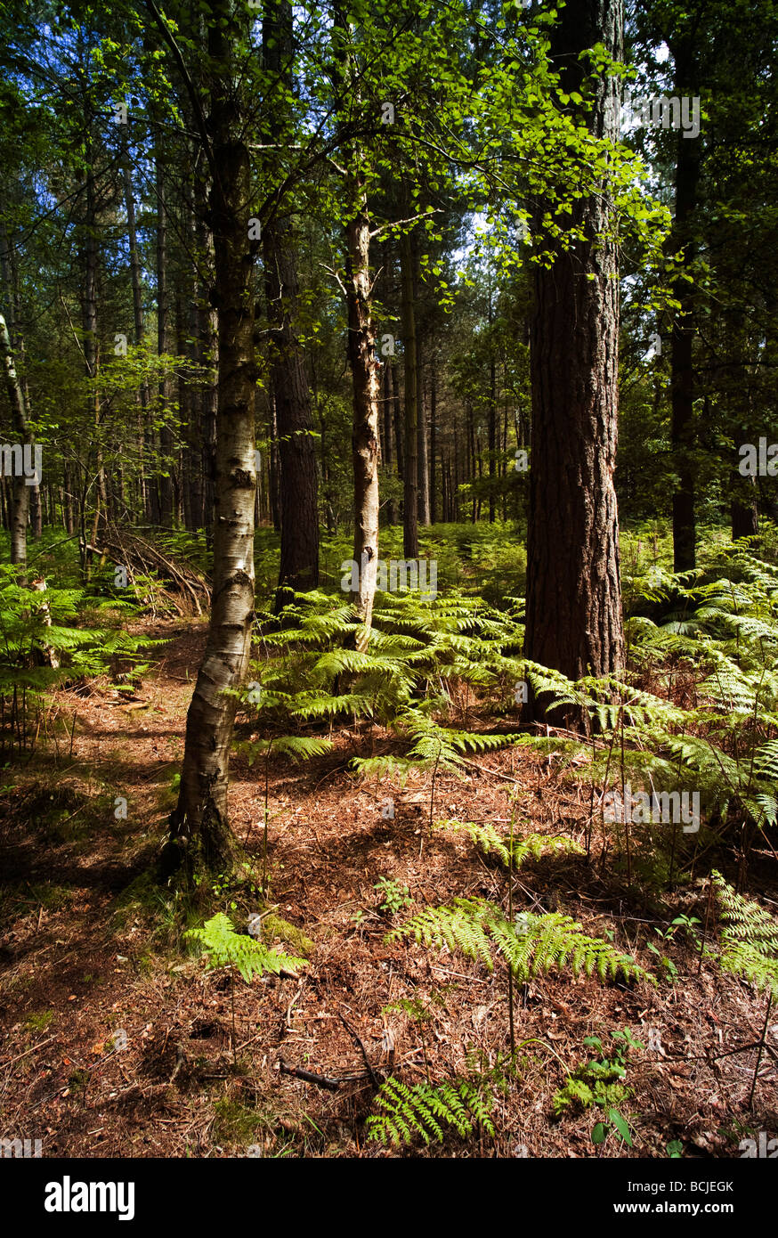 a view of a wood or a forest with trees and leaves Stock Photo - Alamy
