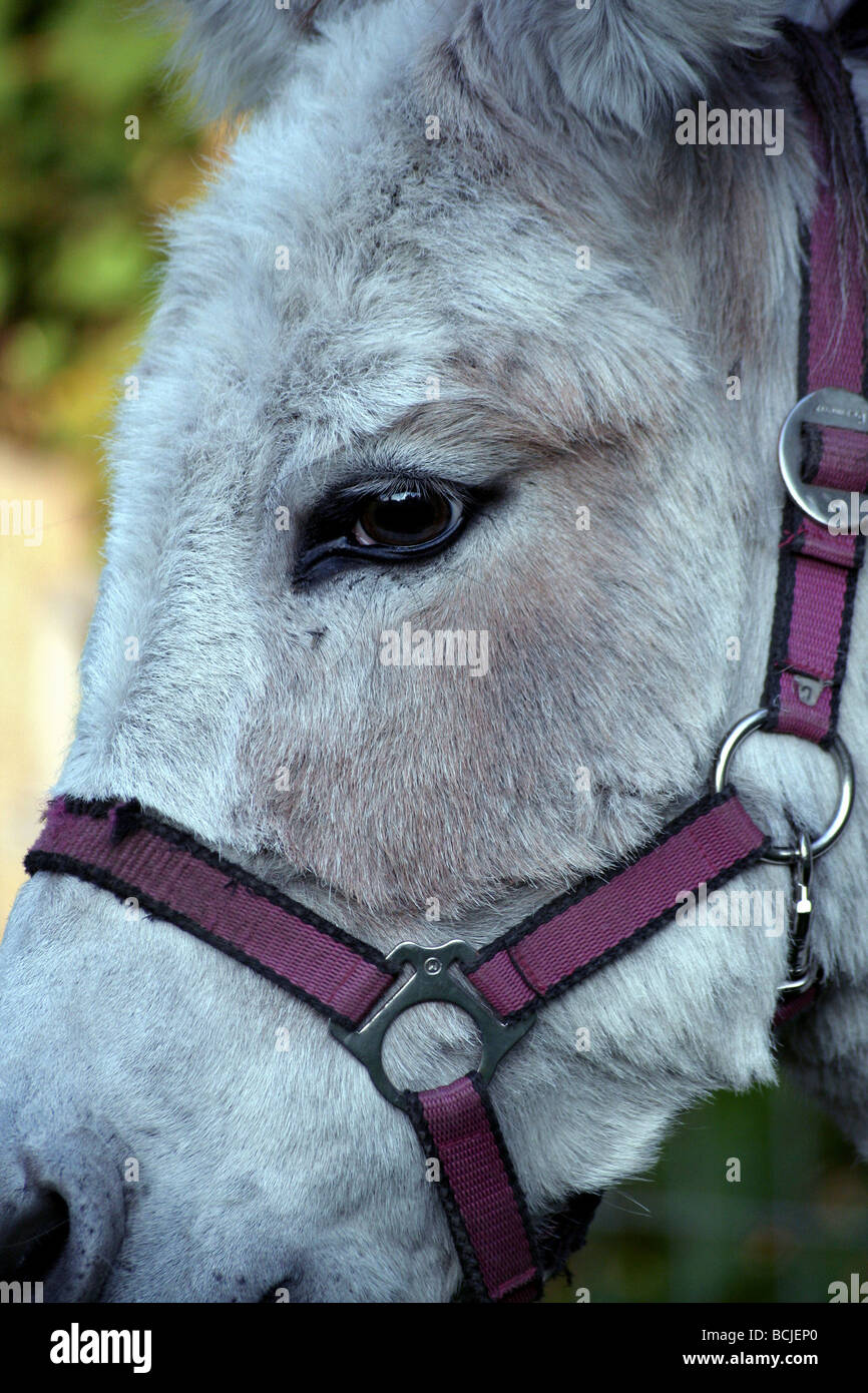 grey donkey, portrait, side-face Stock Photo - Alamy