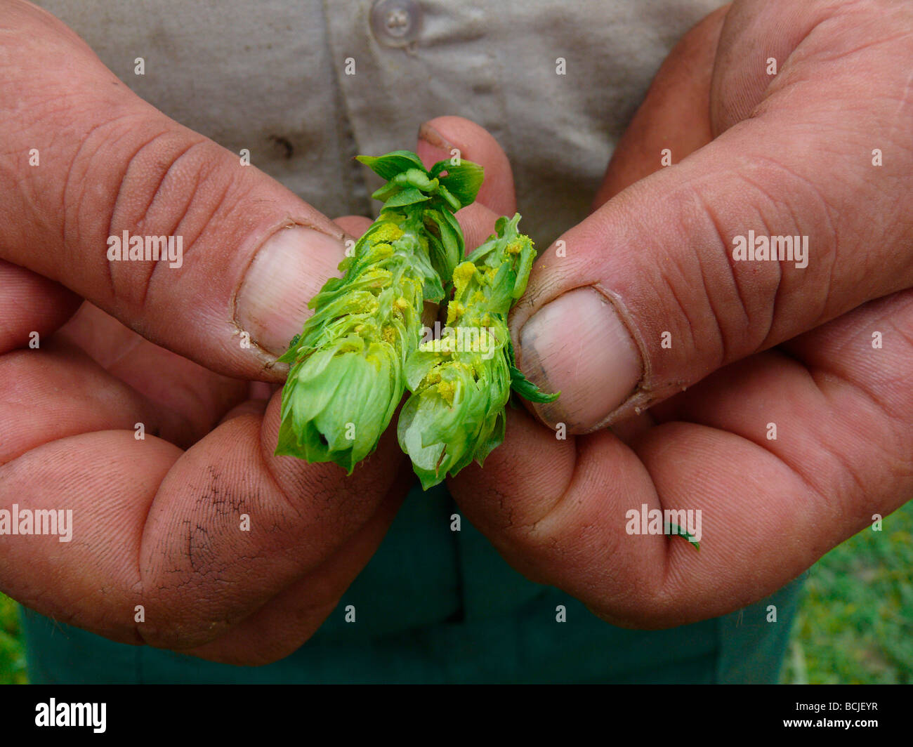 Hop plantation in Bavaria landscape, Germany Stock Photo - Alamy