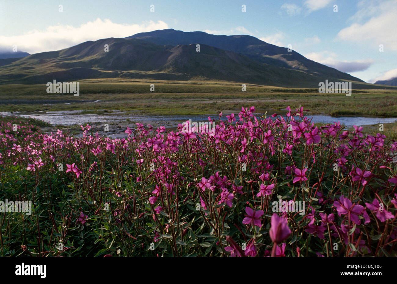 Atigun Pass Brooks Range Fireweed Summer AR AK Stock Photo - Alamy