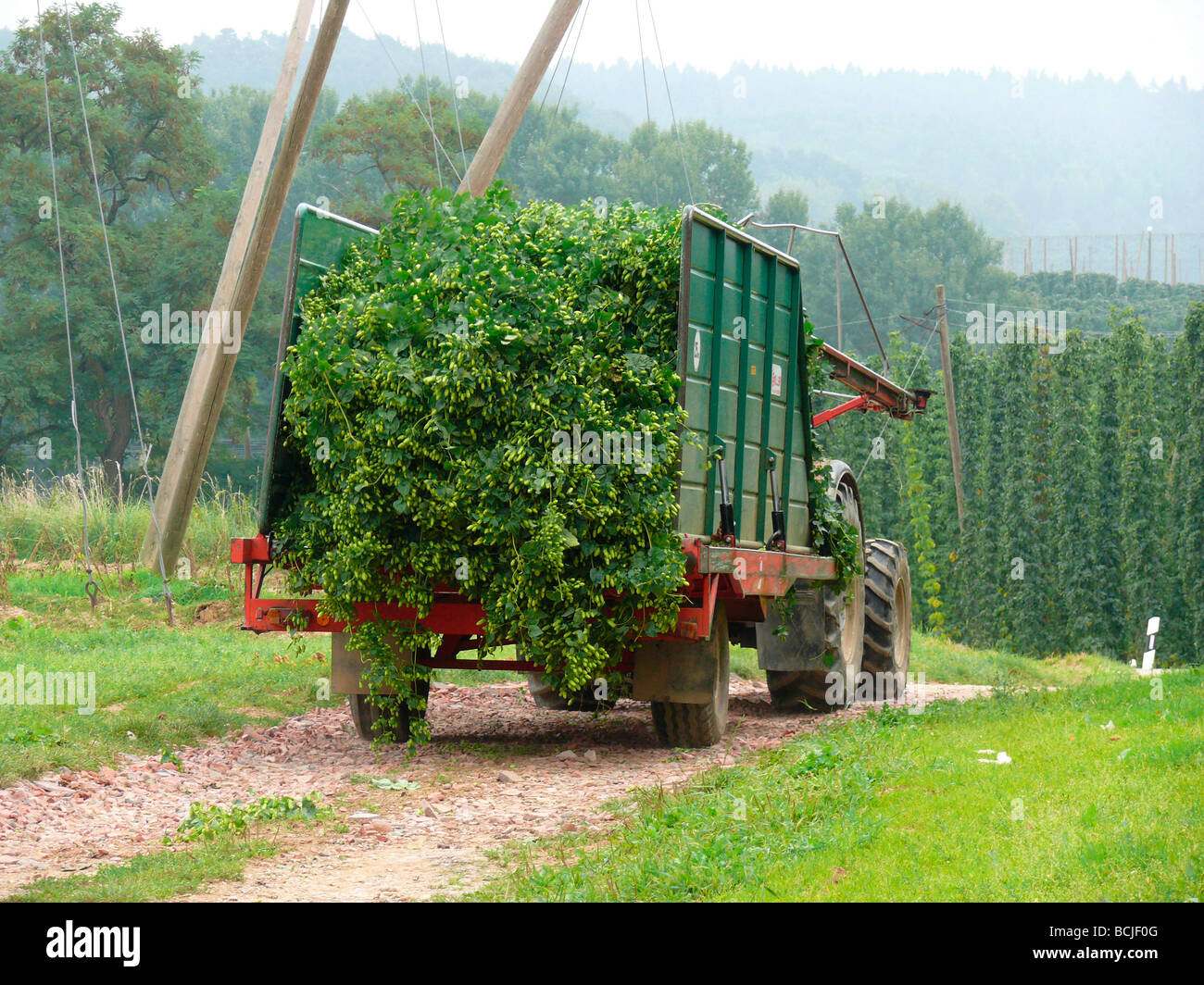 Hop plantation in Bavaria landscape, Germany Stock Photo - Alamy