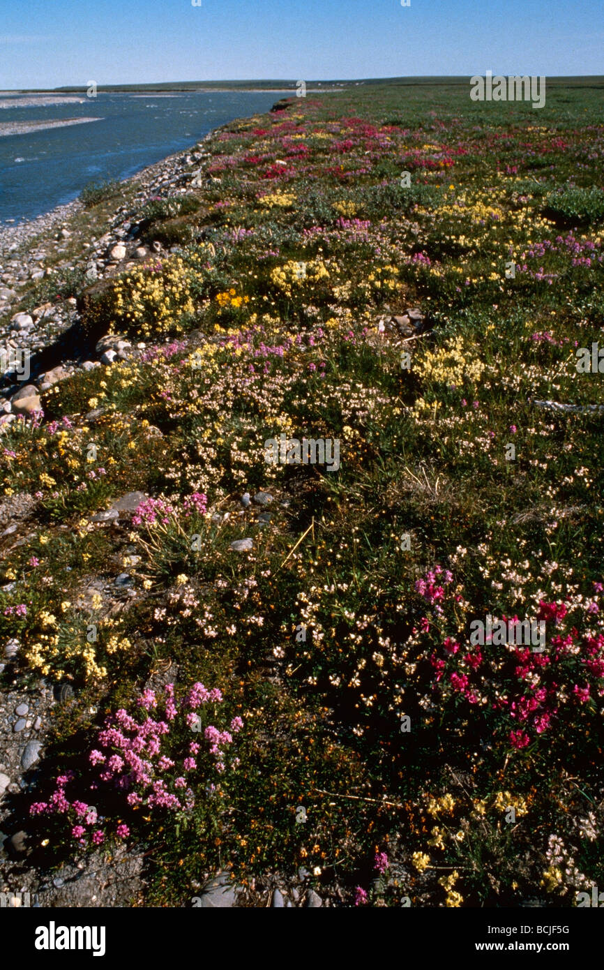 Wildflowers on Coastal Plain Arctic Alaska ANWR Stock Photo - Alamy