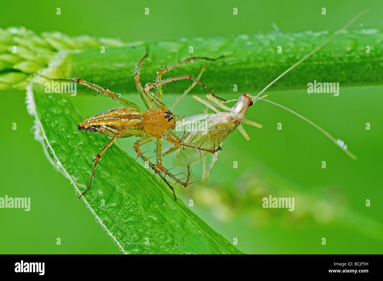 lynx spider eating a grasshopper Stock Photo - Alamy