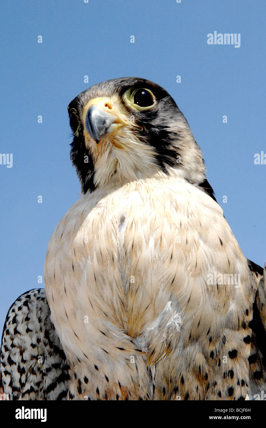 bird of prey Stock Photo - Alamy