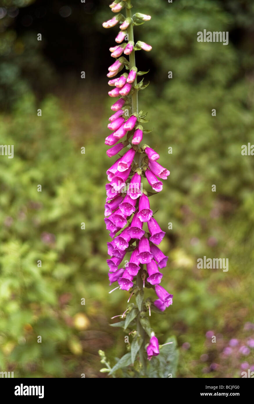 a foxglove wild flower in the countryside Stock Photo - Alamy