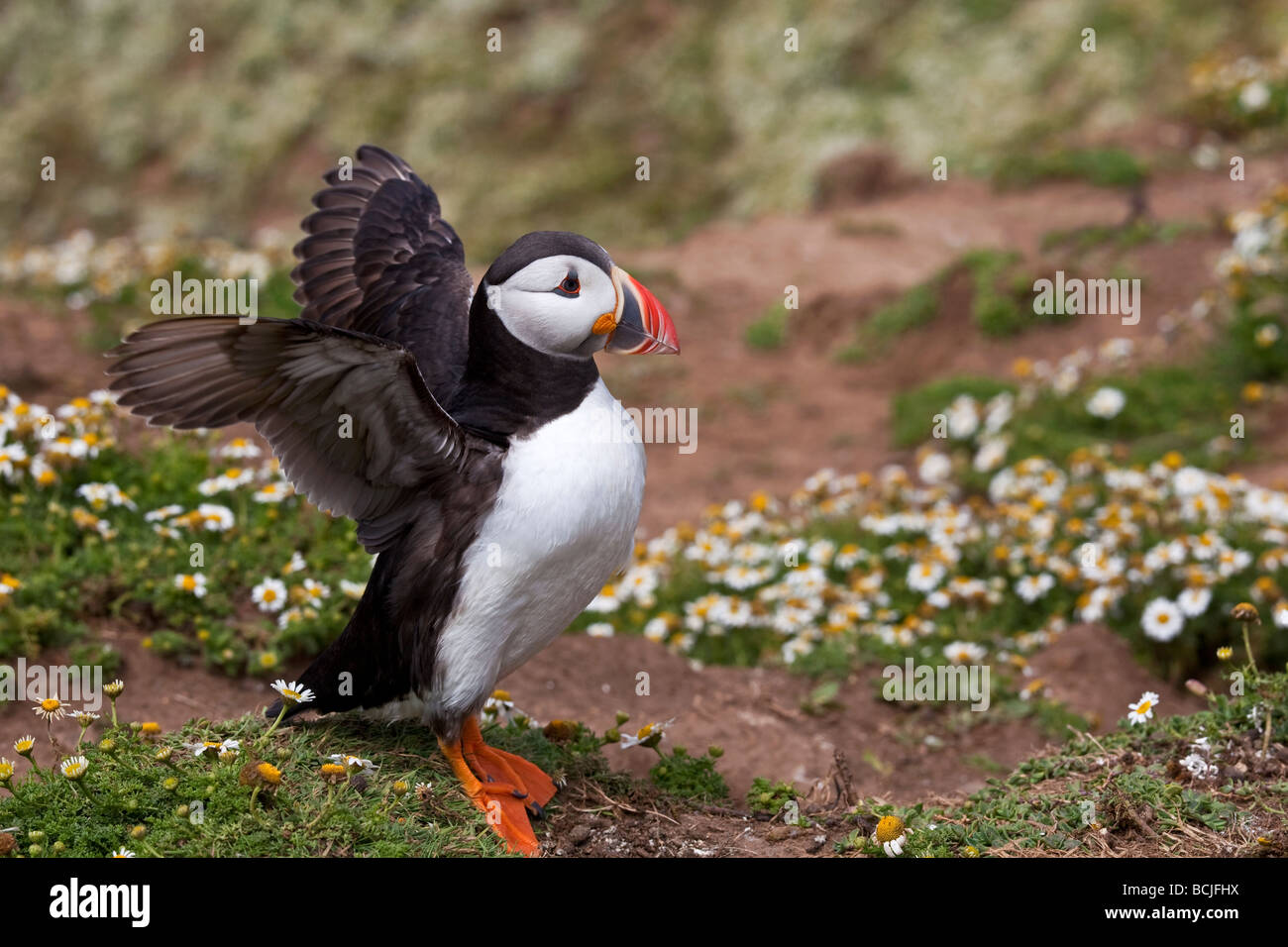 Puffin spreading its wings hi-res stock photography and images - Alamy