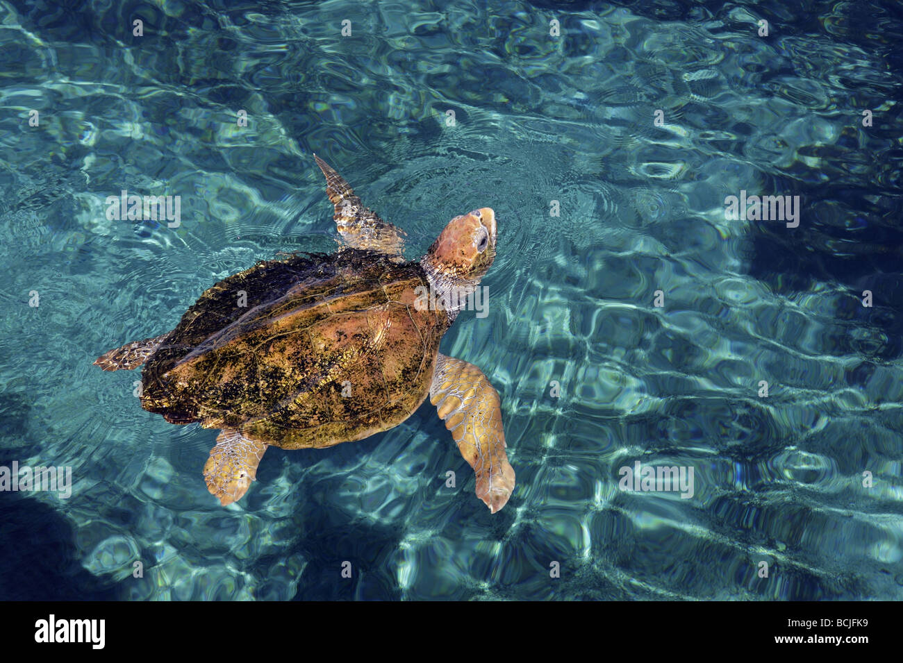 Green sea turtle swimming surfacing hi-res stock photography and images ...