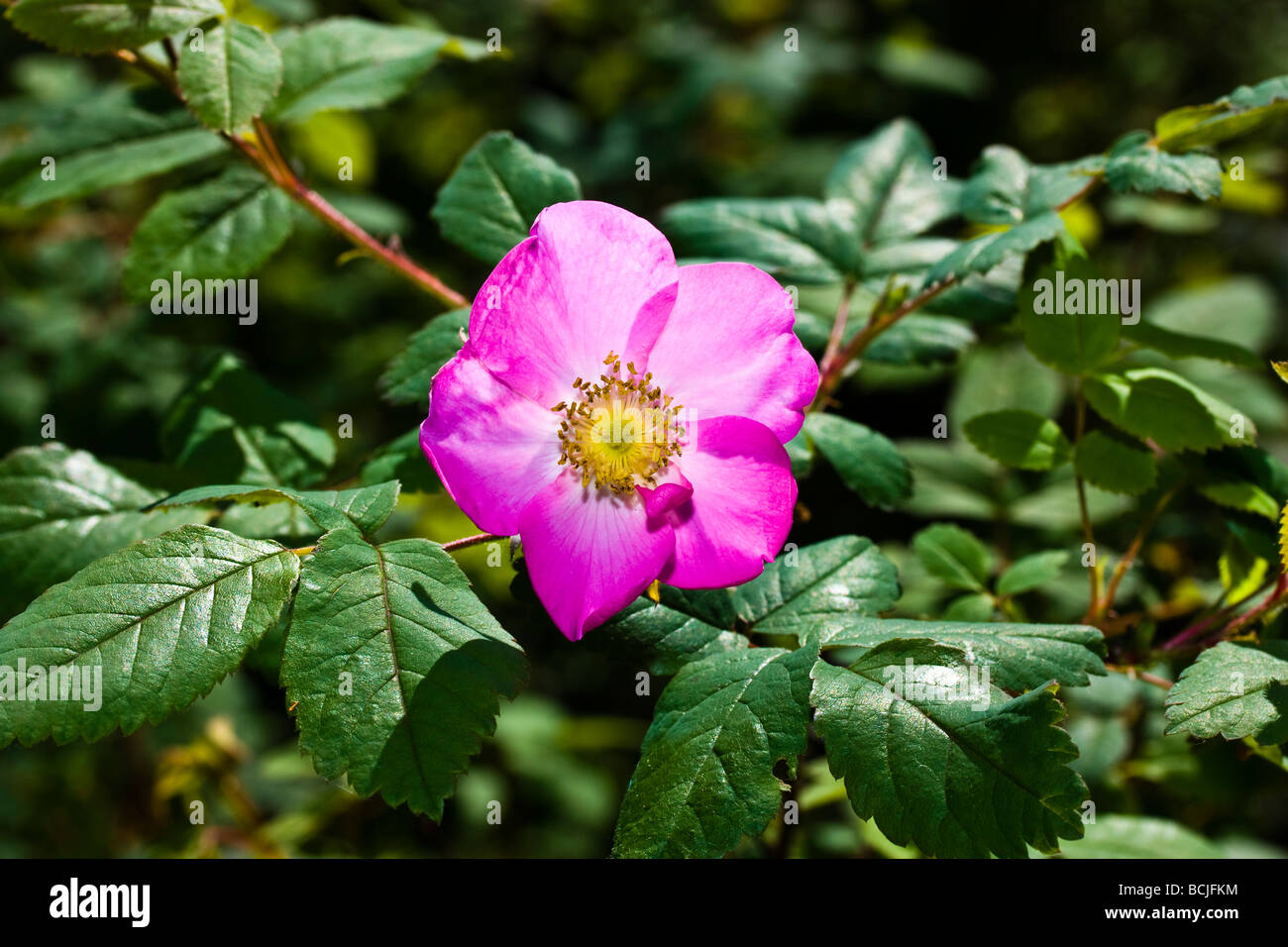 dog rose flower Stock Photo - Alamy