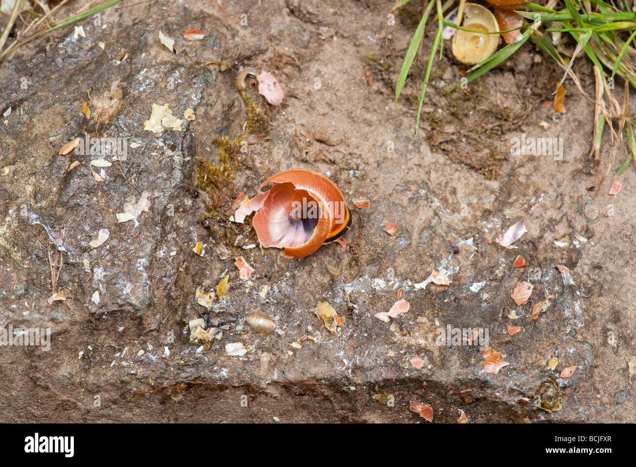 Thrush anvil stone Stock Photo - Alamy