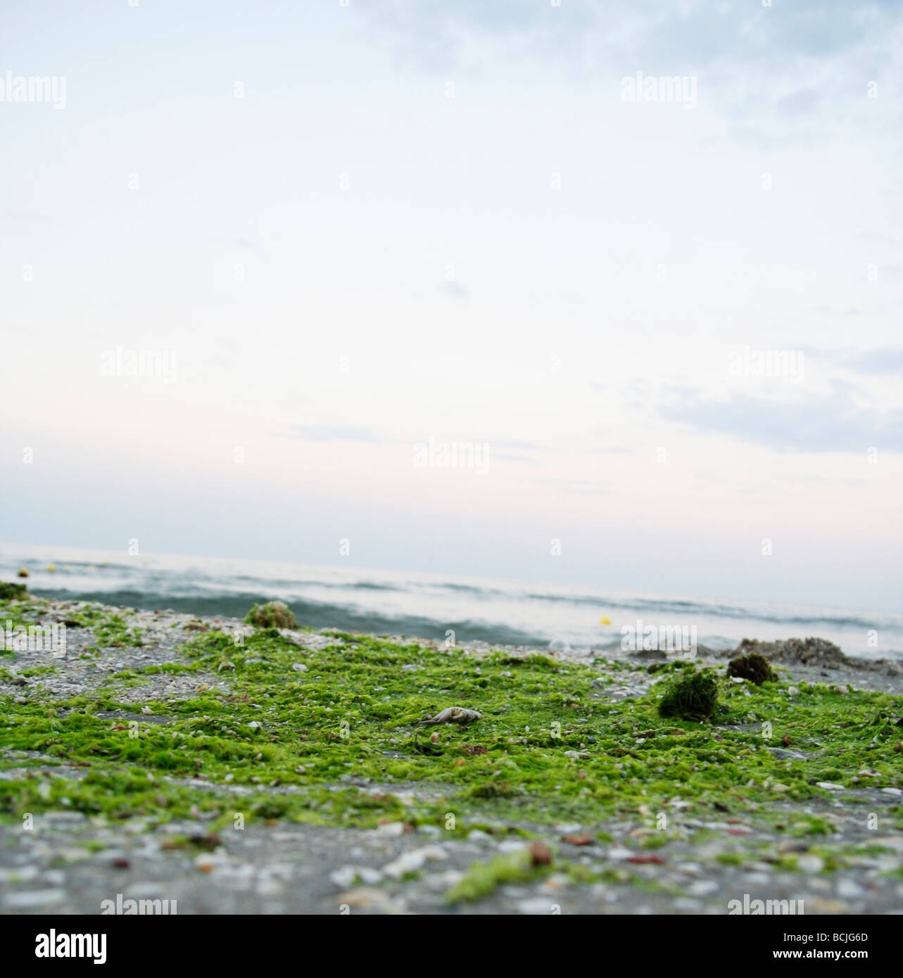 Beach with algae and shells Stock Photo - Alamy