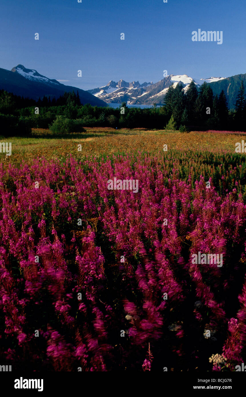 Fireweed Field & Mendenhall Glacier Landscsape SE Alaska Stock Photo ...