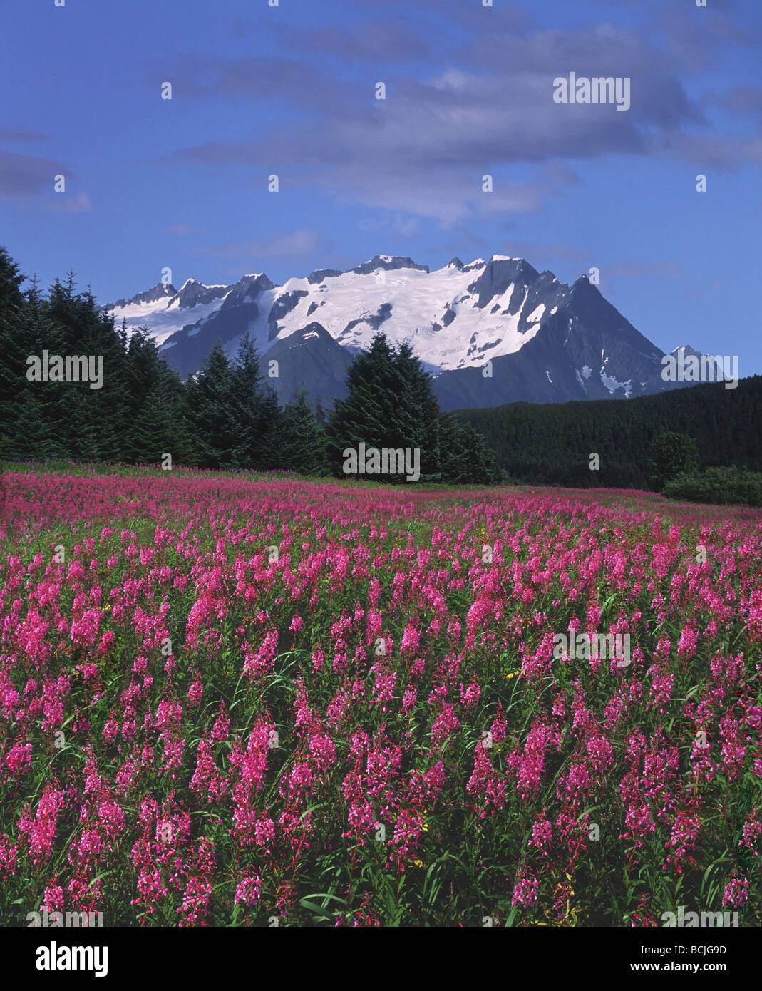 Fireweed in Meadow Below Mountain SE AK Composite Stock Photo - Alamy