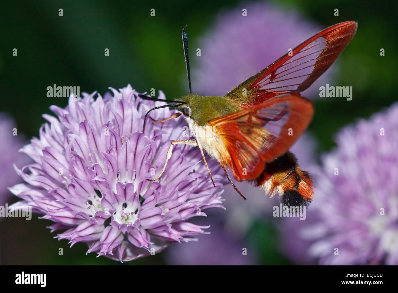 Clearwing hummingbird moth hi-res stock photography and images - Alamy