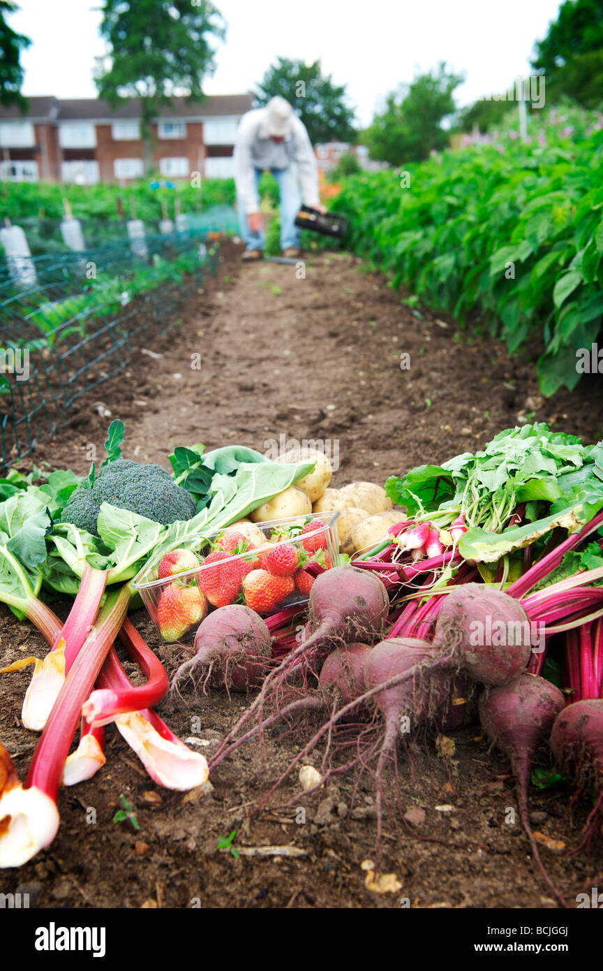 Freshly dug fruit & vegetables from an allotment with old man planting ...