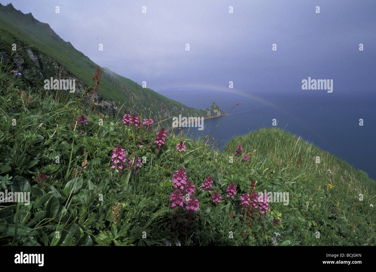 View of Slope of Round Island w/Wildflowers & Rainbow AK WE Bristol Bay ...