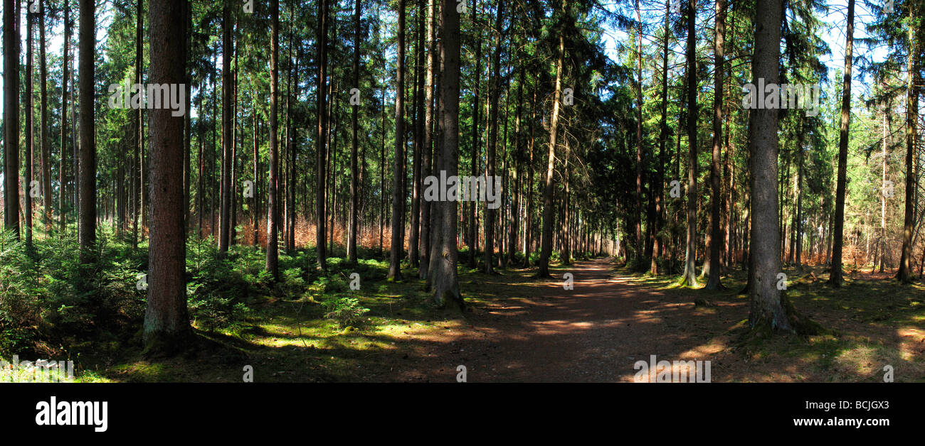 Panorama Tree Forest Jungle in Bavaria Germany April 09 Stock Photo - Alamy