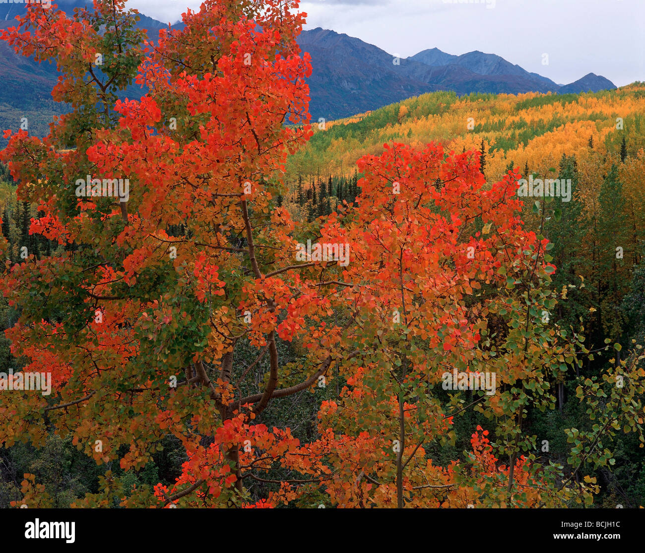 Aspen trees Matanuska Valley Southcentral Alaska fall scenic Stock ...