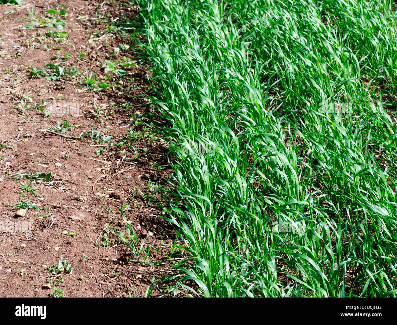 Crops on farmland in the countryside in a rural setting Stock Photo - Alamy