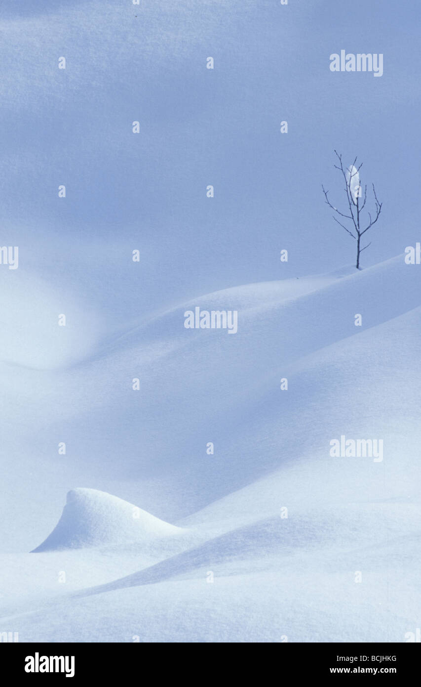 Snow Drifts & Small Solitary Tree Winter Landscape SC AK Stock Photo ...